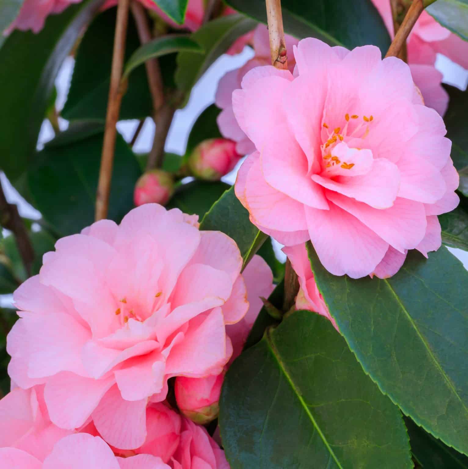 Everyone's Favorite Spring Flowers - The Blossom Shop - Charlotte, NC
